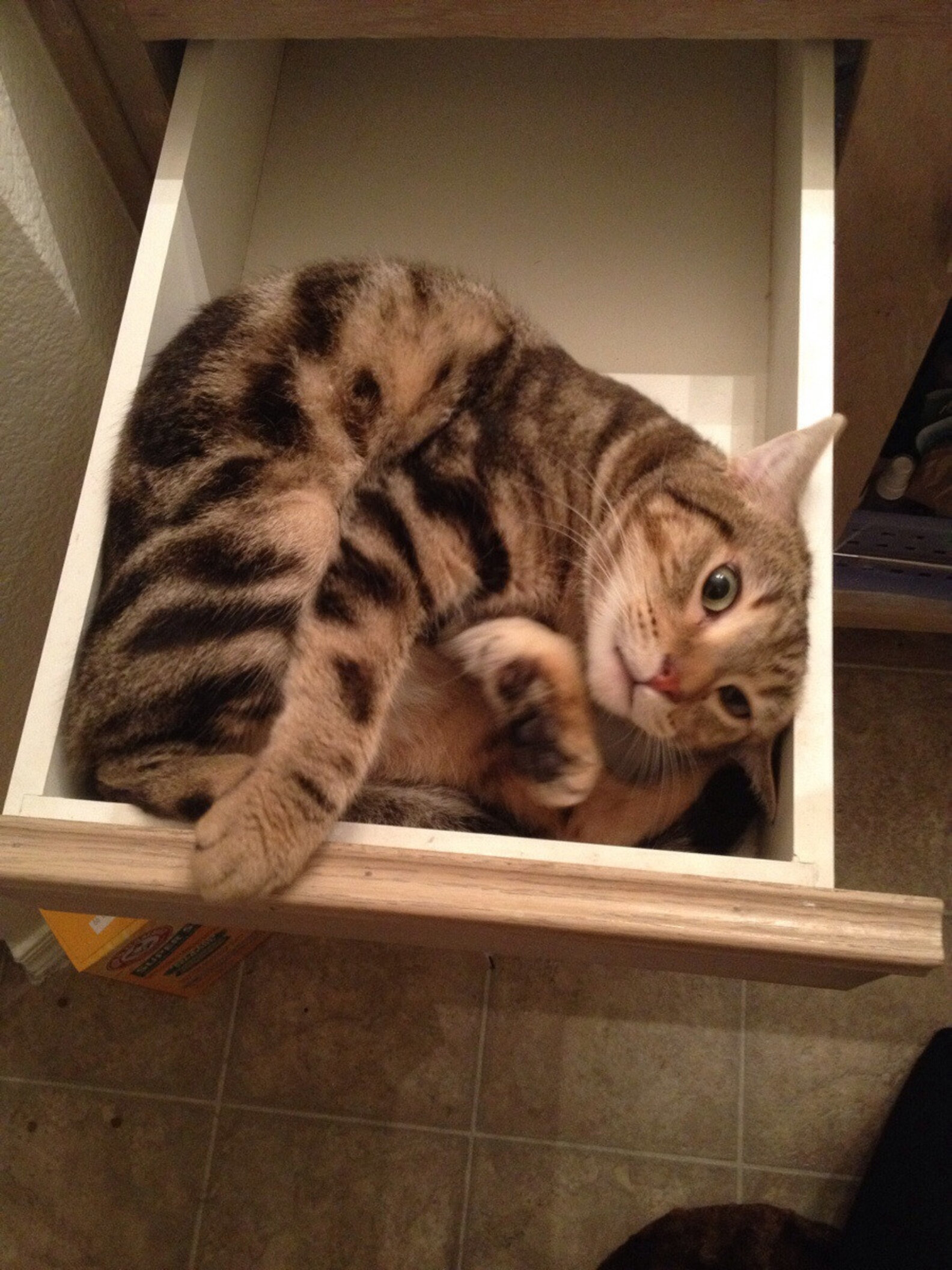 14 Cats Who Found The Perfect Drawer - The Dodo