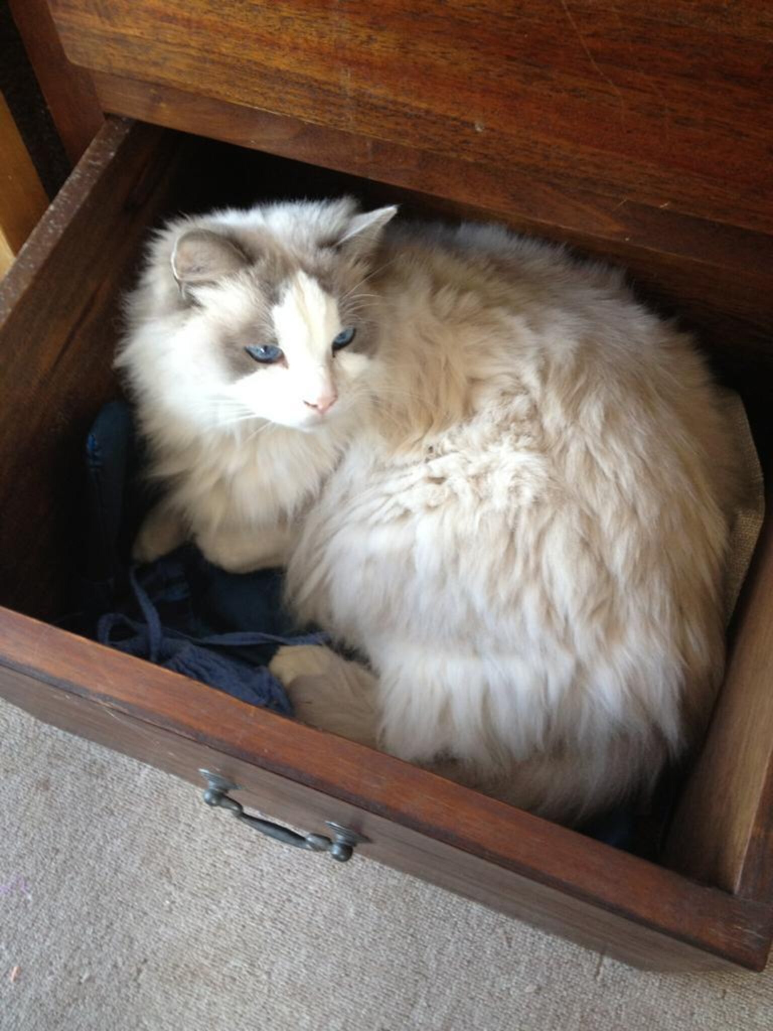 14 Cats Who Found The Perfect Drawer - The Dodo