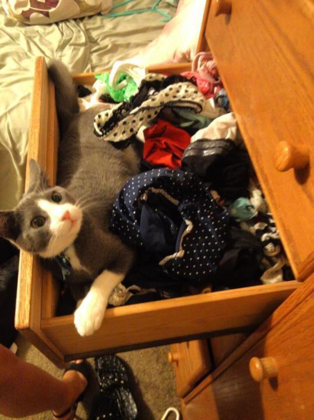 14 Cats Who Found The Perfect Drawer - The Dodo