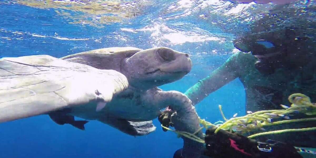 Sea Turtle Freed From Rope By Diver Swims Back To Thank His Rescuer ...