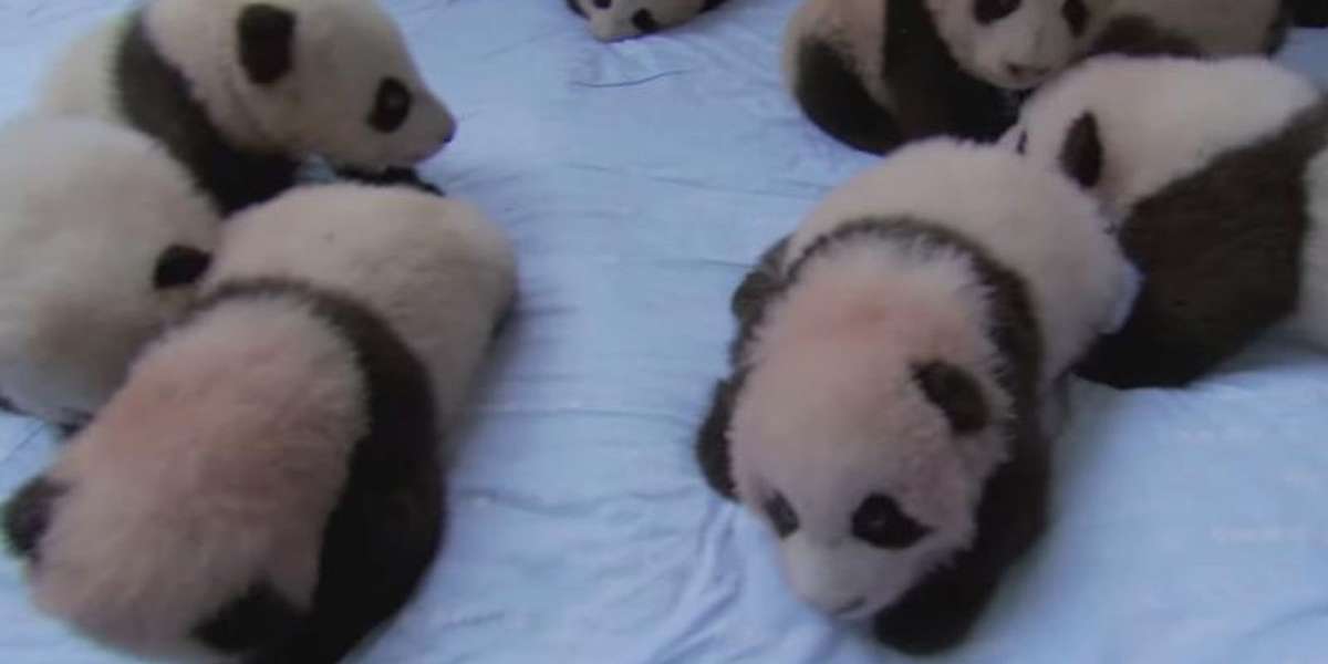 14 Baby Pandas Snuggling On A Bed? Yes, Please. - The Dodo