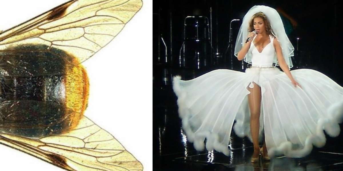 6 Musicians Whose Names Are Immortalized As Animals - The Dodo