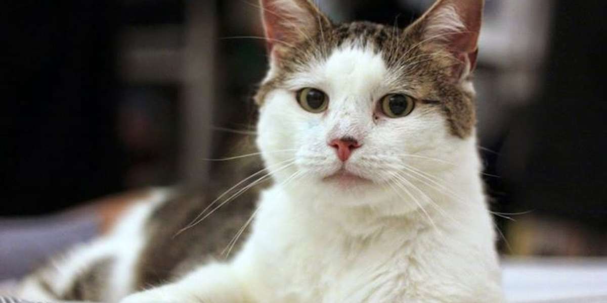 Cat Lives For 10 Months In Burned-Out Home Where Owner Died - The Dodo