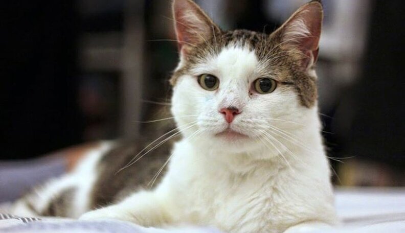 Cat Lives For 10 Months In Burned-Out Home Where Owner Died - The Dodo