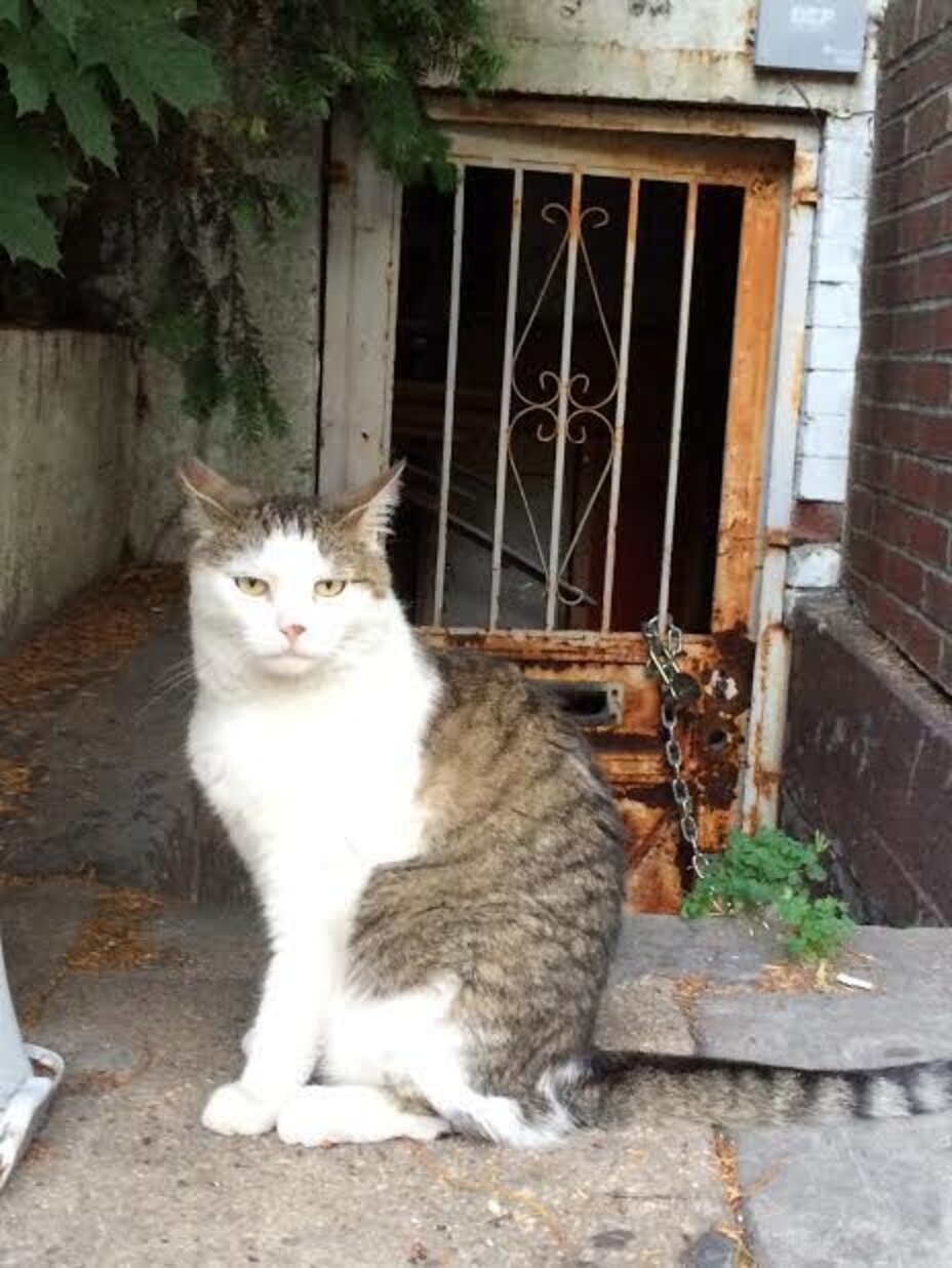 Cat Lives For 10 Months In Burned-Out Home Where Owner Died - The Dodo