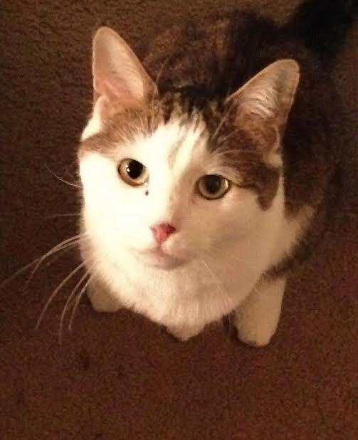 Cat Lives For 10 Months In Burned-Out Home Where Owner Died - The Dodo