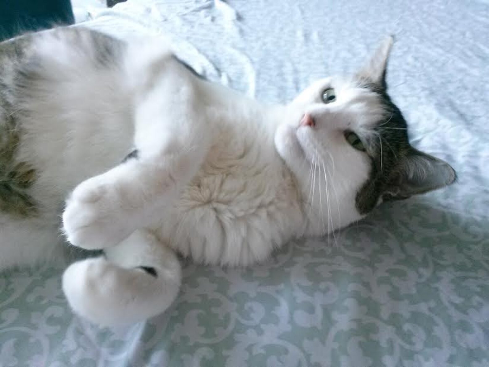 Cat Lives For 10 Months In Burned-Out Home Where Owner Died - The Dodo