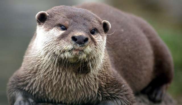You Otter Know: Extinct Species Spotted In Switzerland For The First ...
