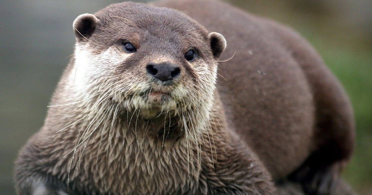 You Otter Know: Extinct Species Spotted In Switzerland For The First ...
