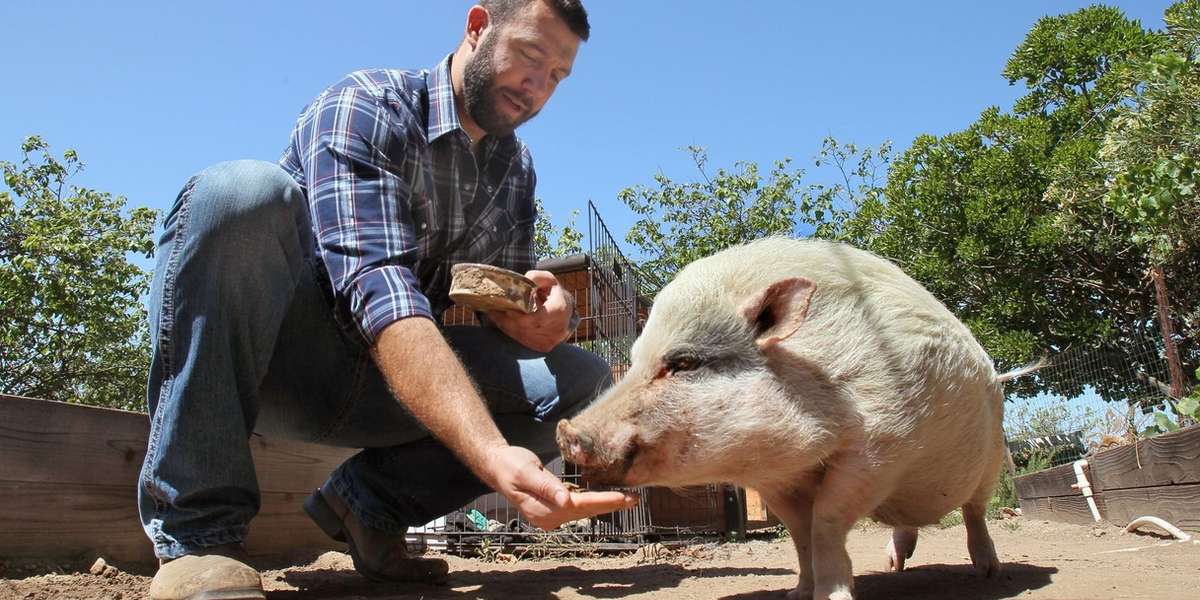 Lawyer Turns His Home Into A Sanctuary For Rescued Animals - The Dodo