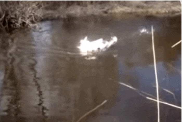 Tangled Swans Rescued After Approaching Humans For Help - The Dodo