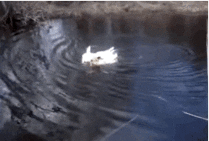 Tangled Swans Rescued After Approaching Humans For Help - The Dodo