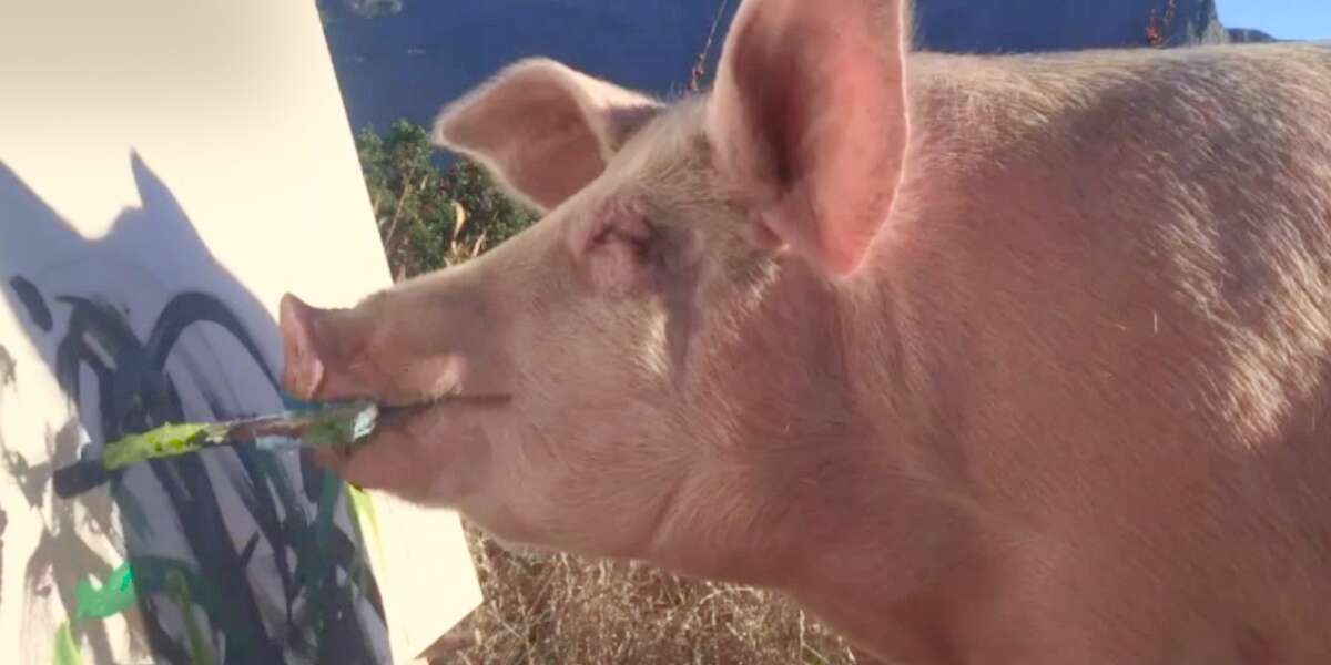 Pig Saved From Slaughter Learns How To Paint - The Dodo