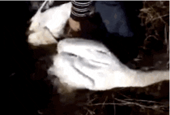 Tangled Swans Rescued After Approaching Humans For Help - The Dodo