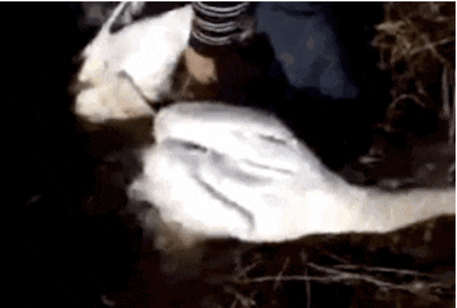 Tangled Swans Rescued After Approaching Humans For Help - The Dodo