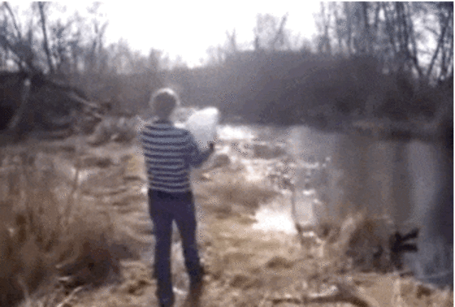 Tangled Swans Rescued After Approaching Humans For Help - The Dodo