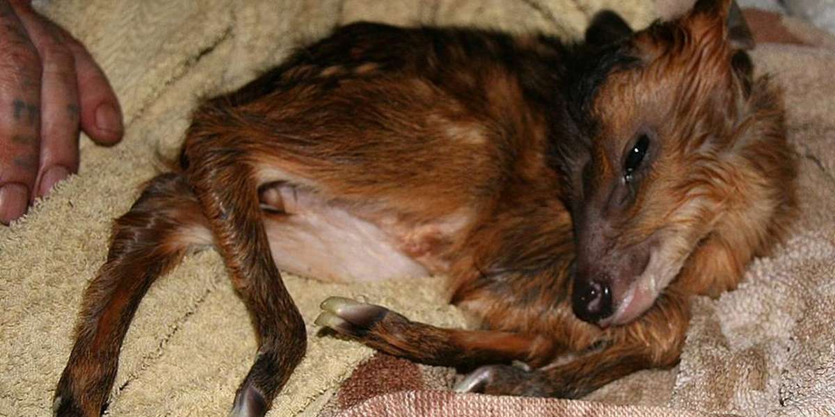 Man Stops To Check On Dead Deer — And Finds A Miracle - The Dodo