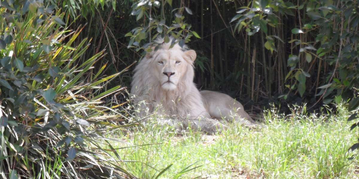 Rarest Lion Of All Is Fighting Off Trophy Hunting And Making A Comeback ...