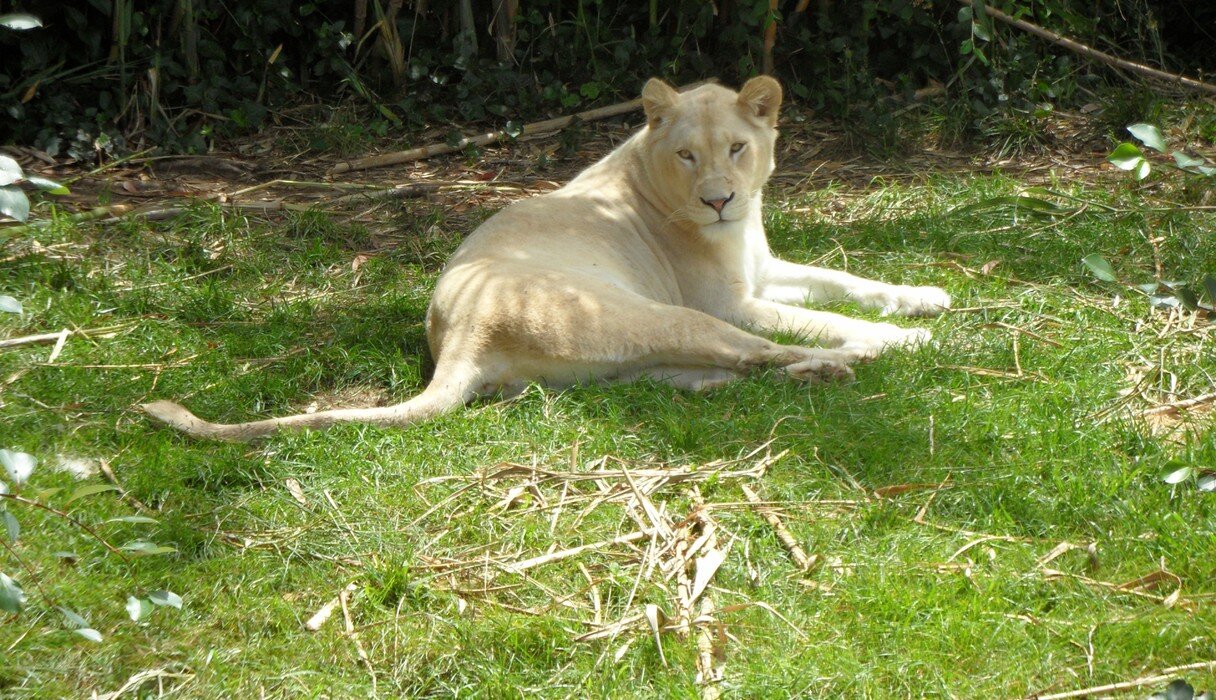 Rarest Lion Of All Is Fighting Off Trophy Hunting And Making A Comeback ...