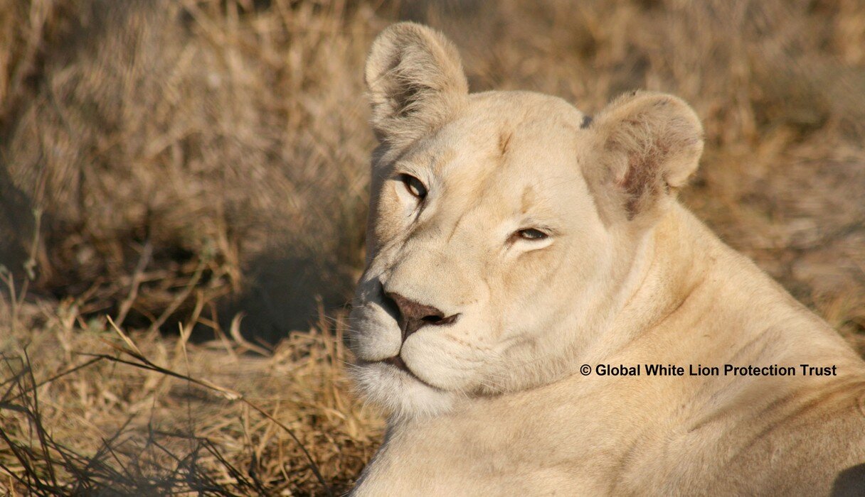 Rarest Lion Of All Is Fighting Off Trophy Hunting And Making A Comeback ...
