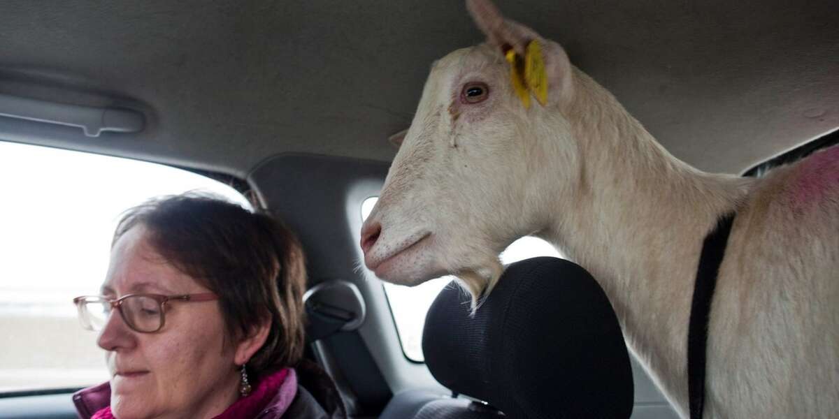 Goat Enjoys Her Ride Home To Freedom - The Dodo