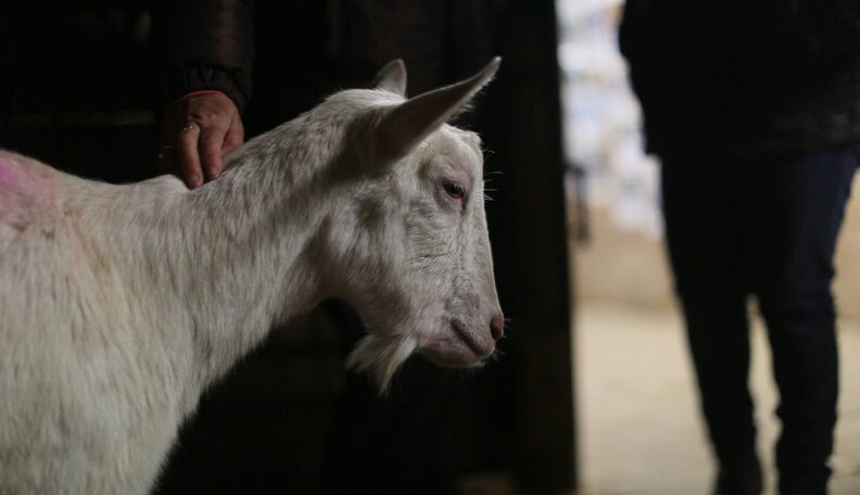 Goat Enjoys Her Ride Home To Freedom - The Dodo
