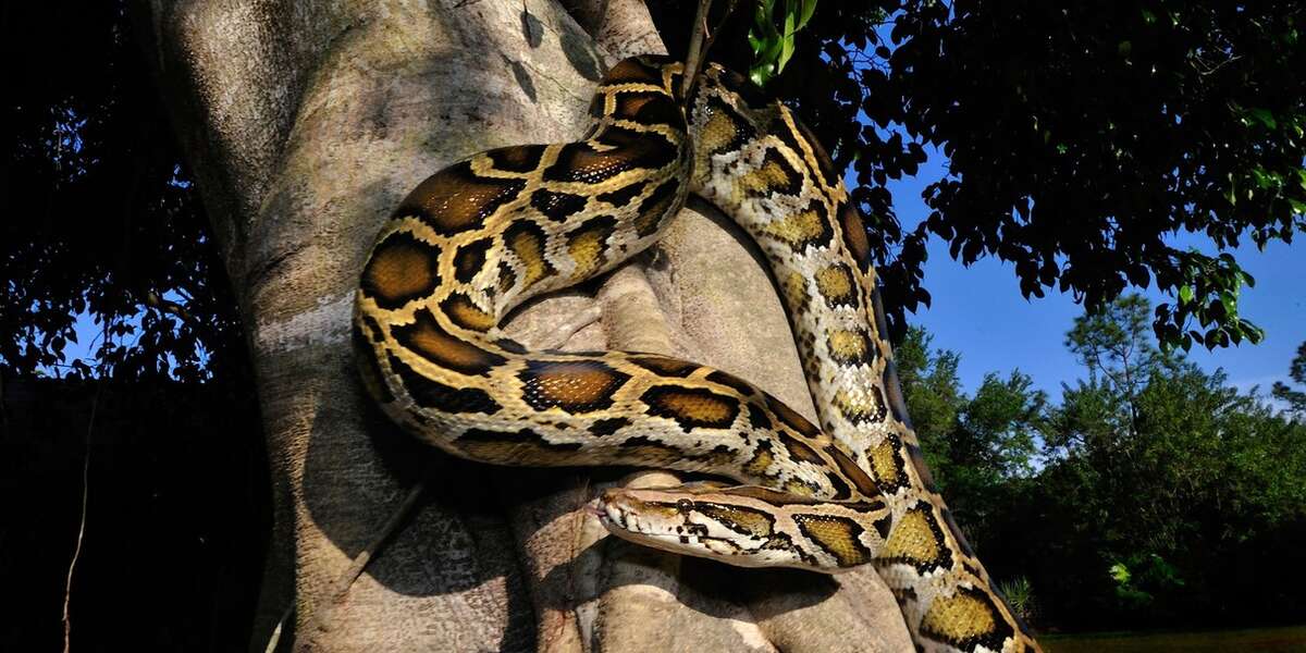 Time To Tighten Grip On Constricting Snake Imports - The Dodo