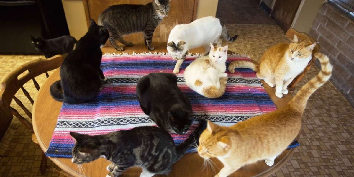 One Big House Full Of 700 Cats - The Dodo