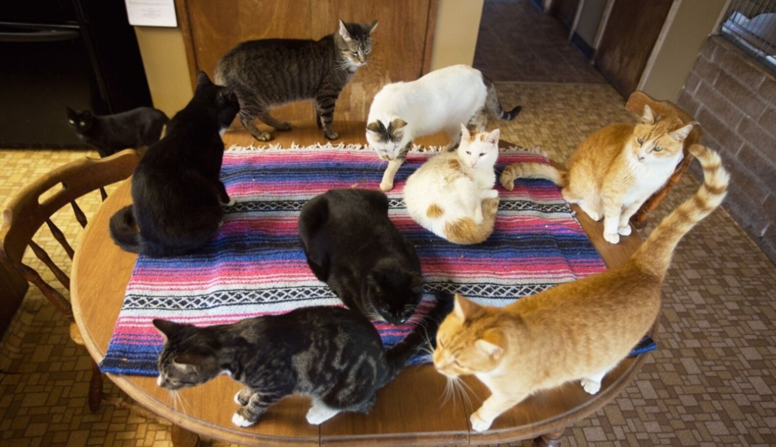 One Big House Full Of 700 Cats - The Dodo