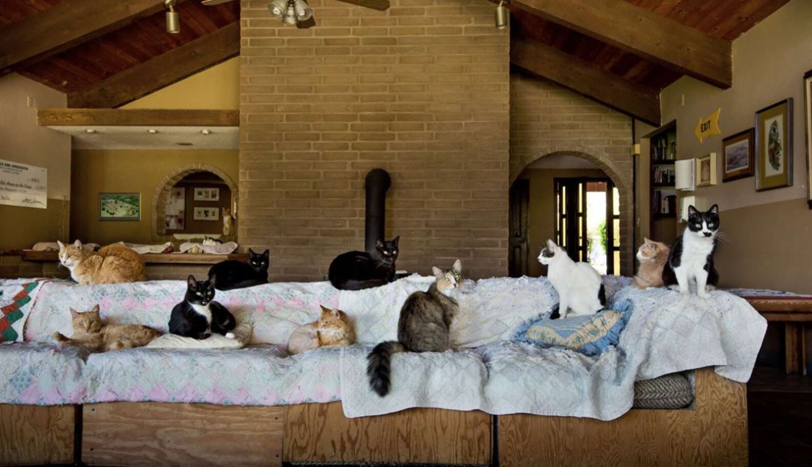One Big House Full Of 700 Cats - The Dodo