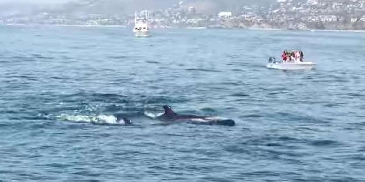 Baby Whale Is Born And Her Family Immediately Teaches Her How To Swim ...