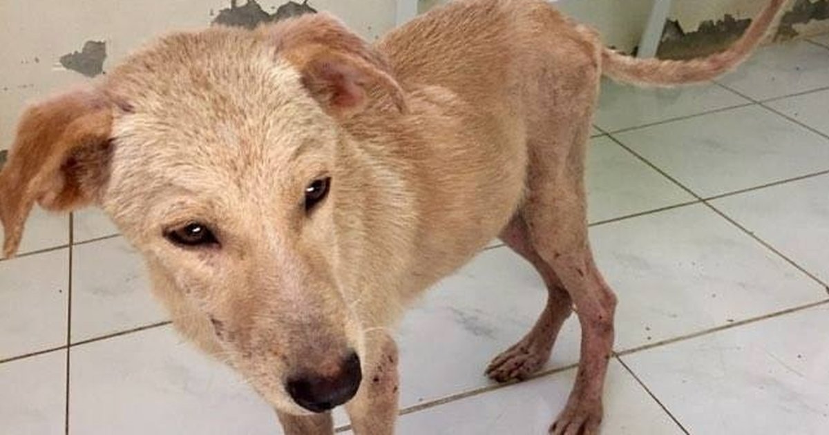 Friendly Dog Found Tied To A Rock In The Ocean - The Dodo
