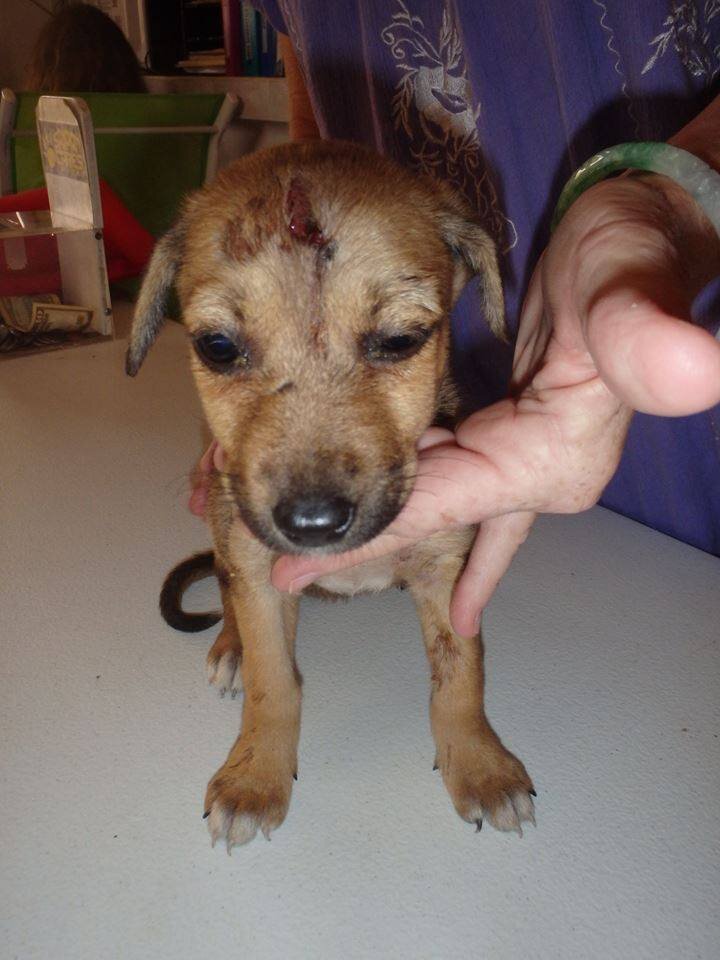 Friendly Dog Found Tied To A Rock In The Ocean - The Dodo