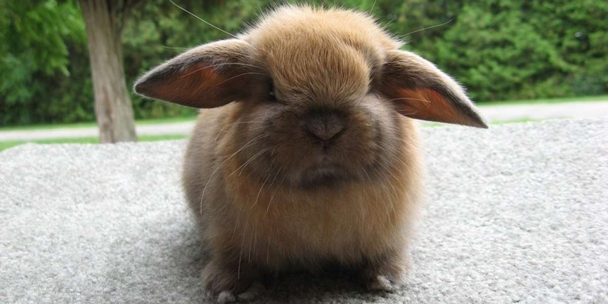 15 Fuzzy Animals Who Would Like To Thank You For Going Cruelty Free ...