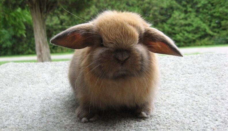 15 Fuzzy Animals Who Would Like To Thank You For Going Cruelty Free ...