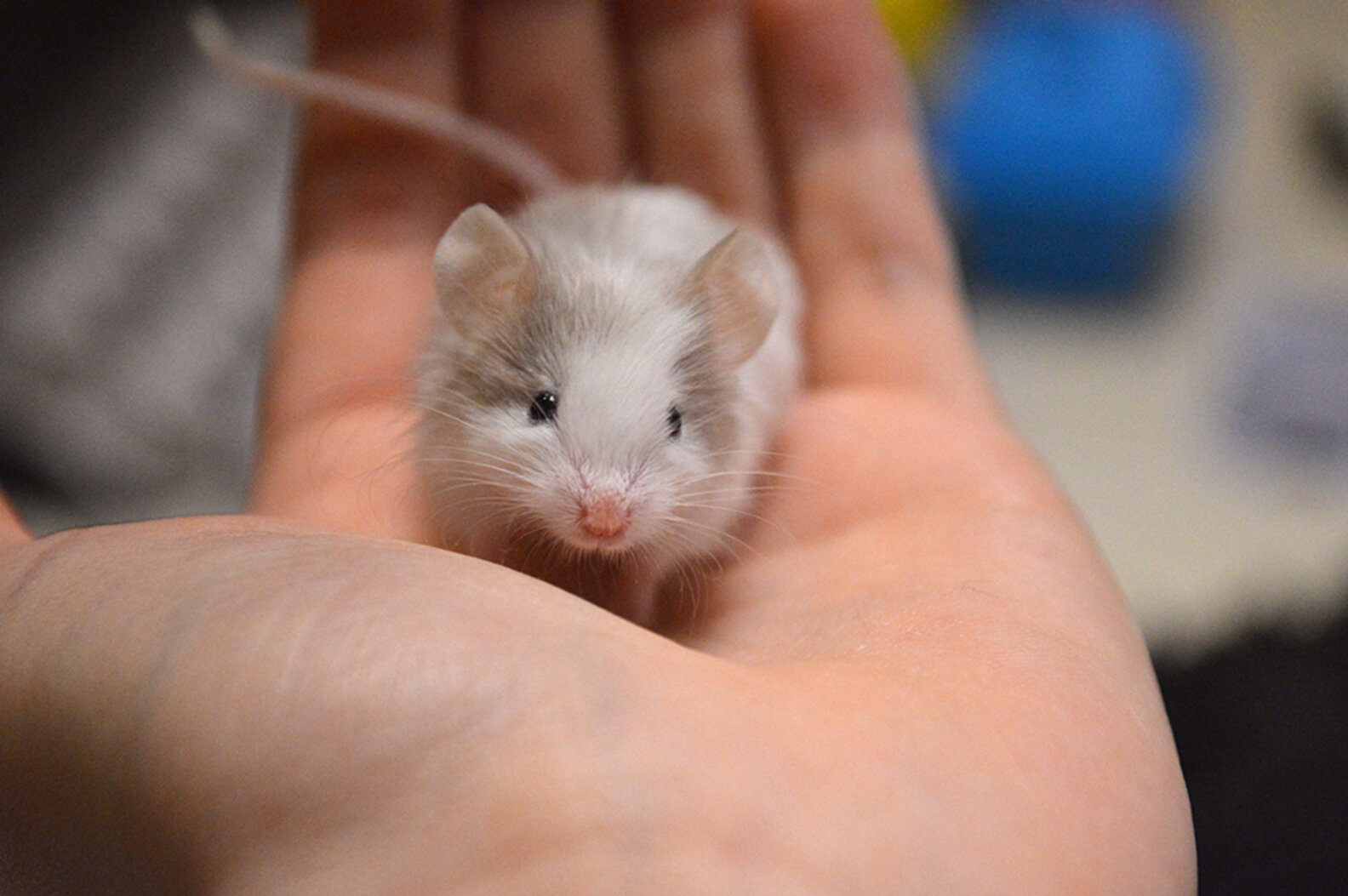 15 Fuzzy Animals Who Would Like To Thank You For Going Cruelty Free ...