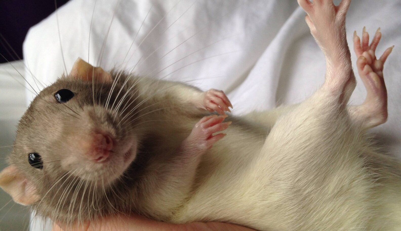 15 Fuzzy Animals Who Would Like To Thank You For Going Cruelty Free ...