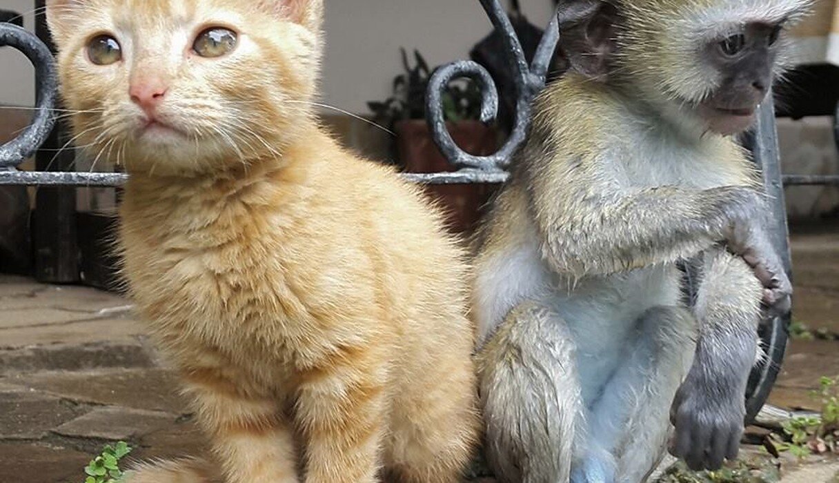 Rescued Monkey Makes Friends With Everyone He Meets - The Dodo