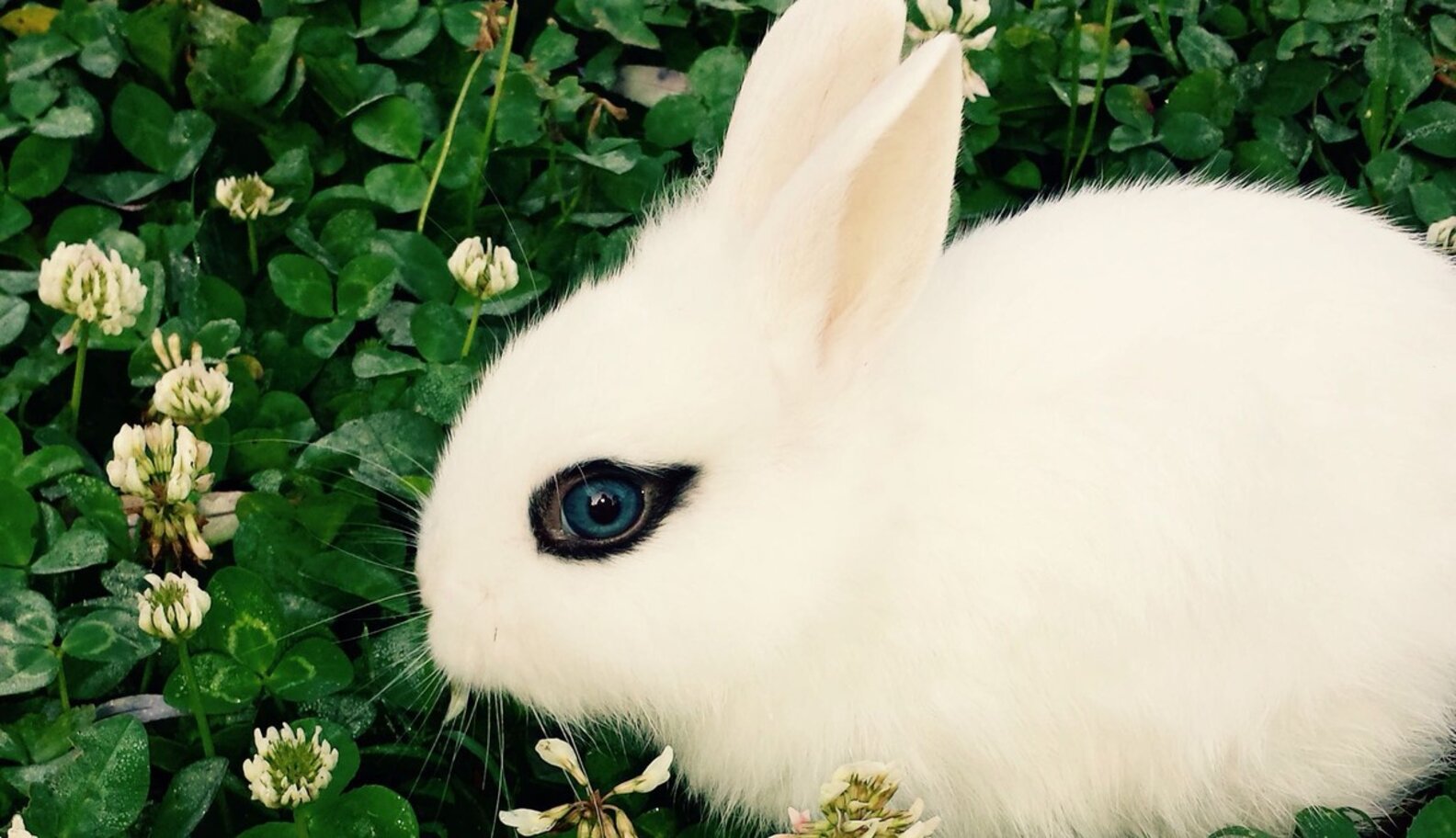 15 Fuzzy Animals Who Would Like To Thank You For Going Cruelty Free ...