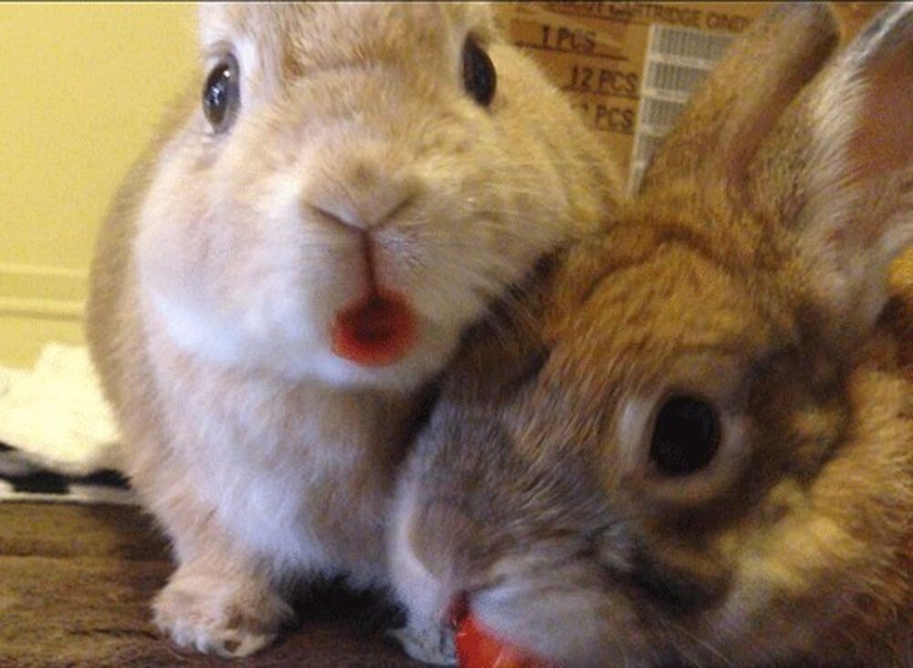 15 Fuzzy Animals Who Would Like To Thank You For Going Cruelty Free ...