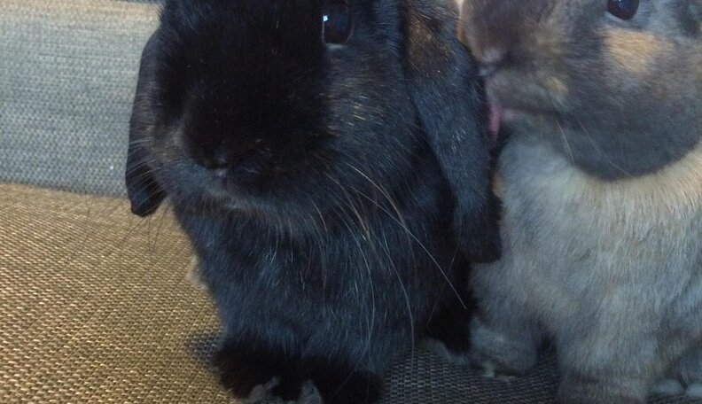 15 Fuzzy Animals Who Would Like To Thank You For Going Cruelty Free ...