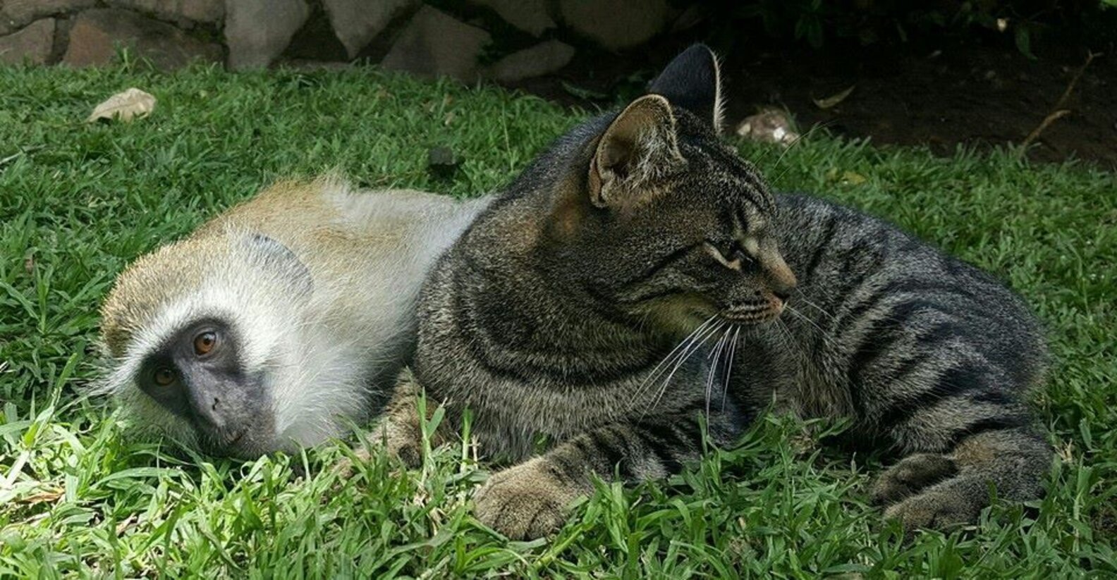 Rescued Monkey Makes Friends With Everyone He Meets - The Dodo