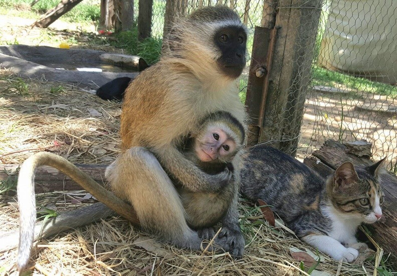 Rescued Monkey Makes Friends With Everyone He Meets - The Dodo