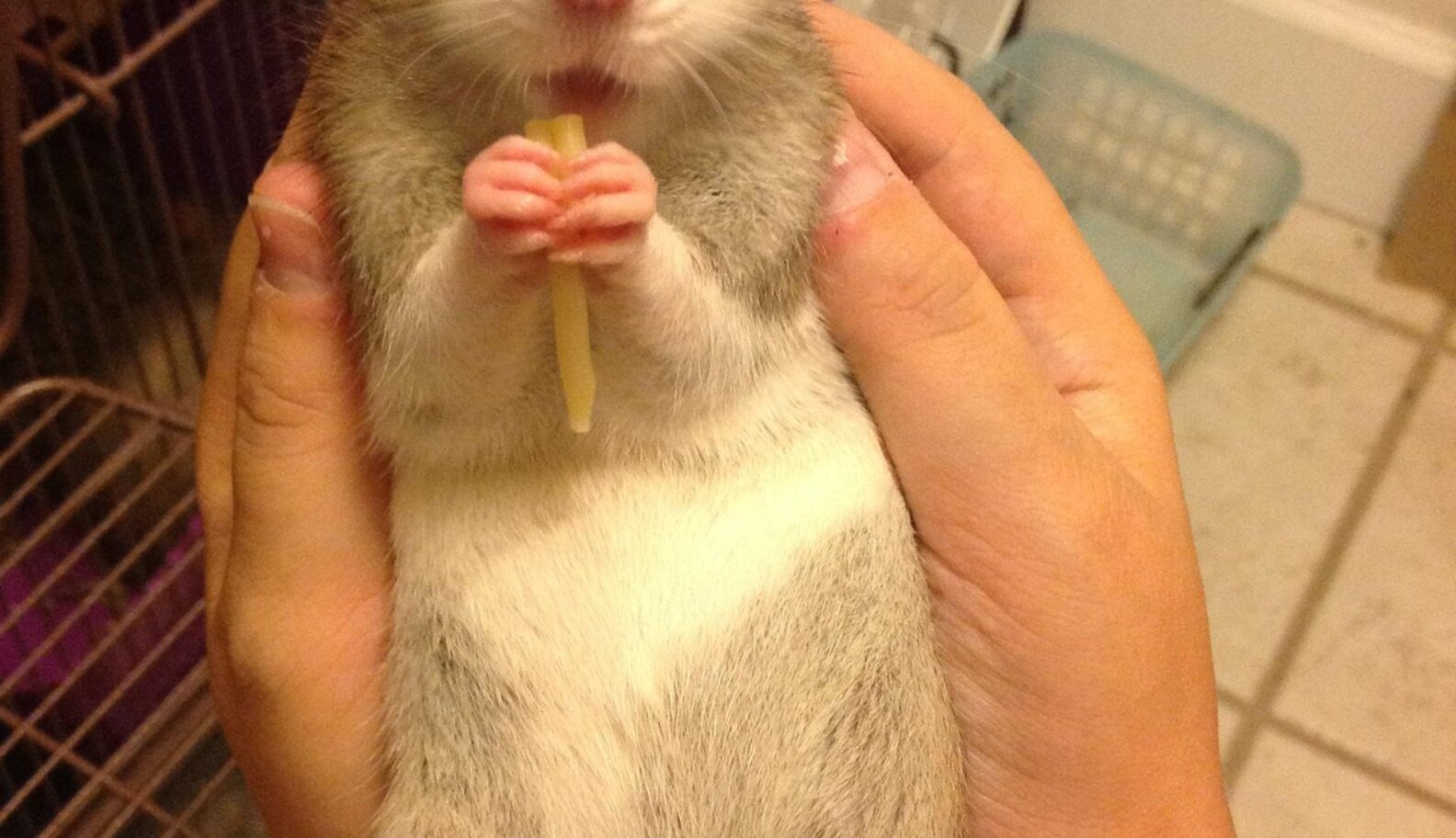 15 Fuzzy Animals Who Would Like To Thank You For Going Cruelty Free ...