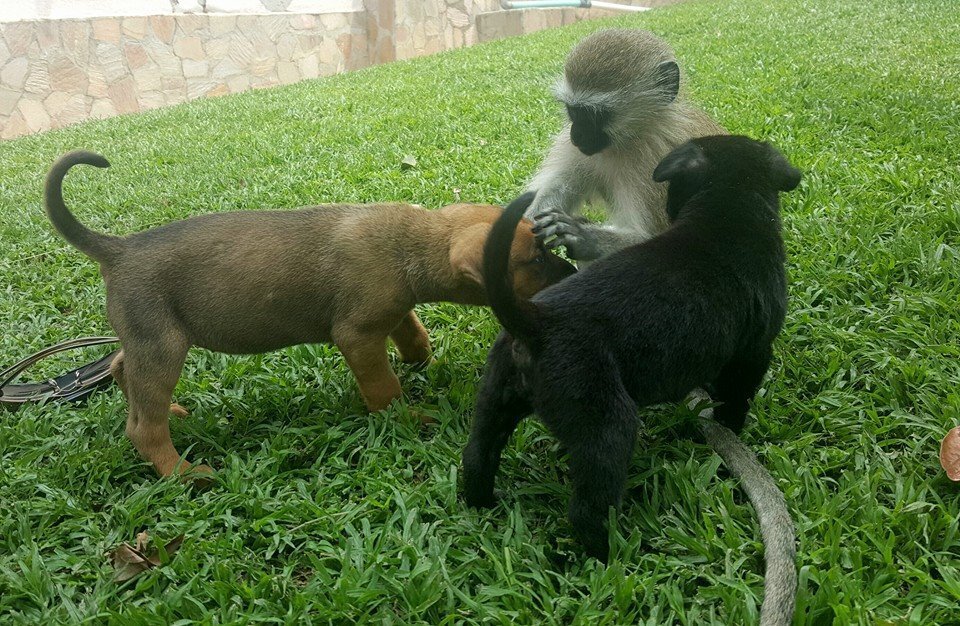 Rescued Monkey Makes Friends With Everyone He Meets - The Dodo