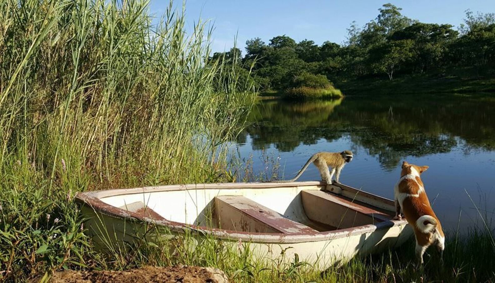 Rescued Monkey Makes Friends With Everyone He Meets - The Dodo