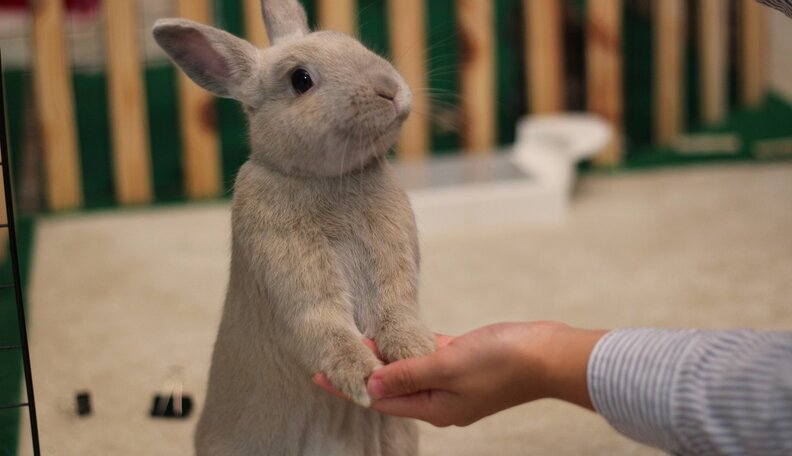 15 Fuzzy Animals Who Would Like To Thank You For Going Cruelty Free ...