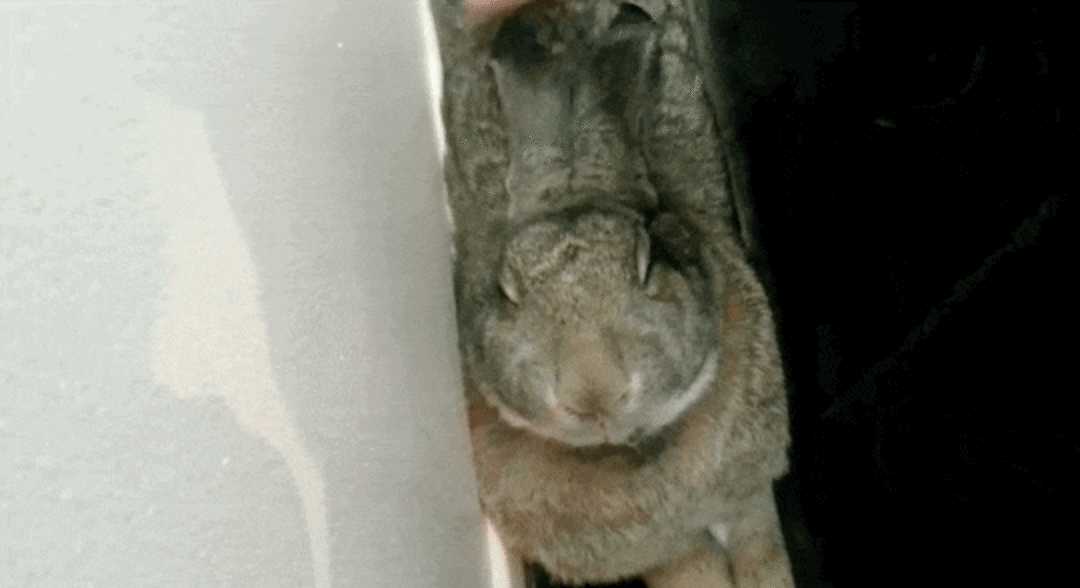 15 Fuzzy Animals Who Would Like To Thank You For Going Cruelty Free ...