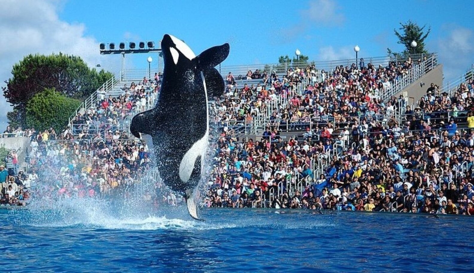In Latest Attack Over “Blackfish,” SeaWorld Goes After Gov’t ...