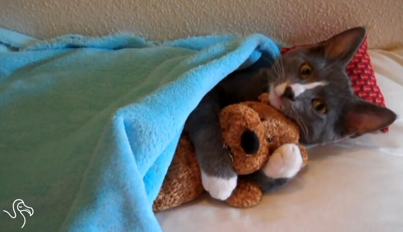 WATCH: Cats Hugging Toys - The Dodo